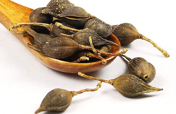 Healing Potential of Forsythia Suspensa Fruit - Jampha Tibetan Pharmacy